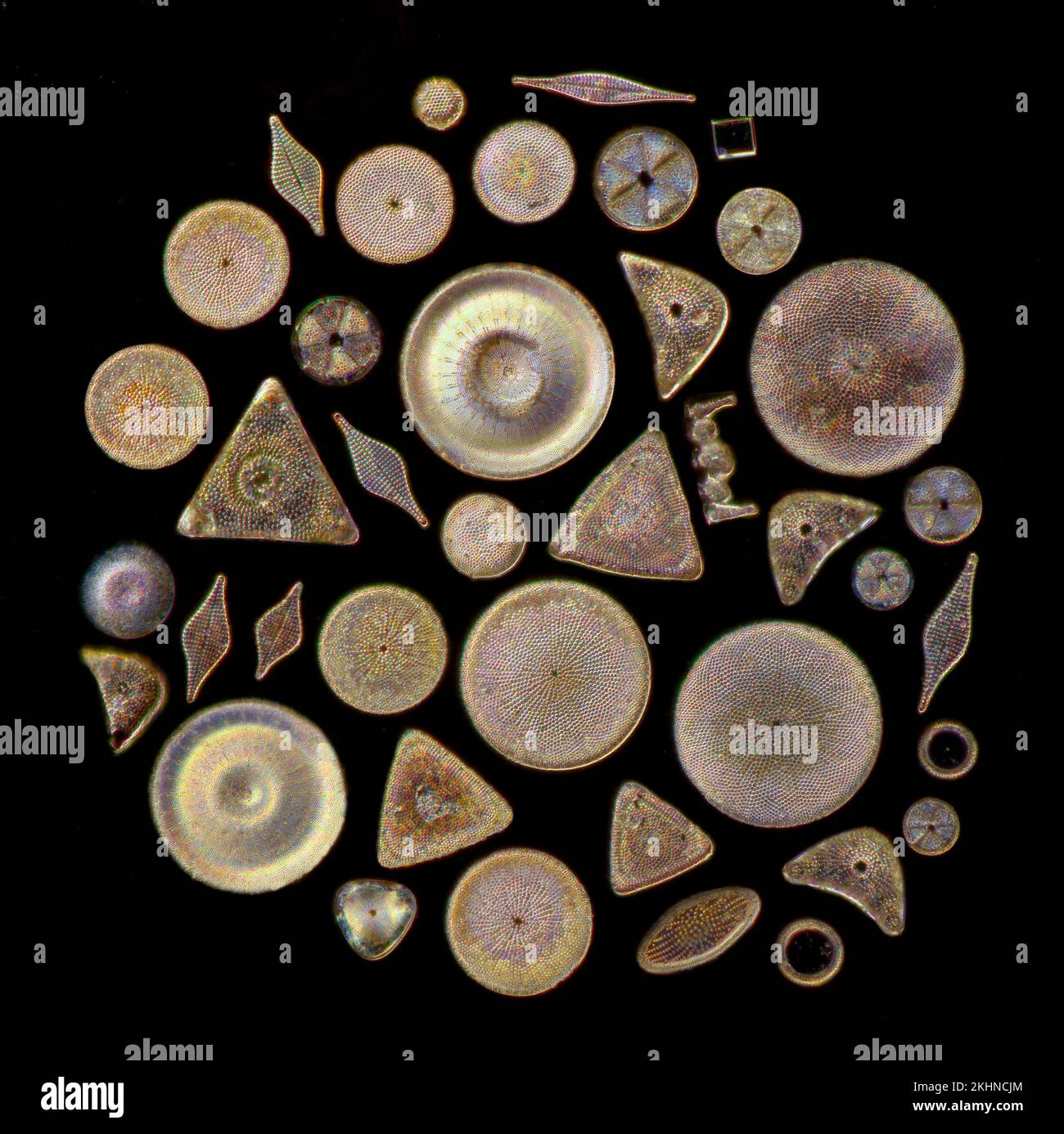 Diatom mixed sample, Anglesey, coastal strew, Lleiniog Bay Stock Photo ...