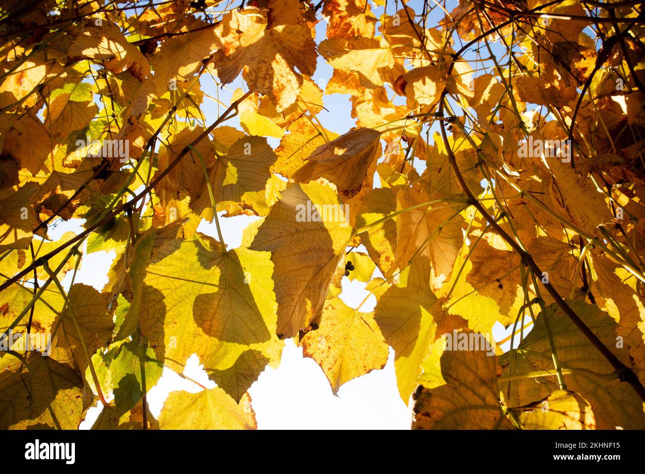 Photographic documentation of the colors of the leaves of the vines in ...