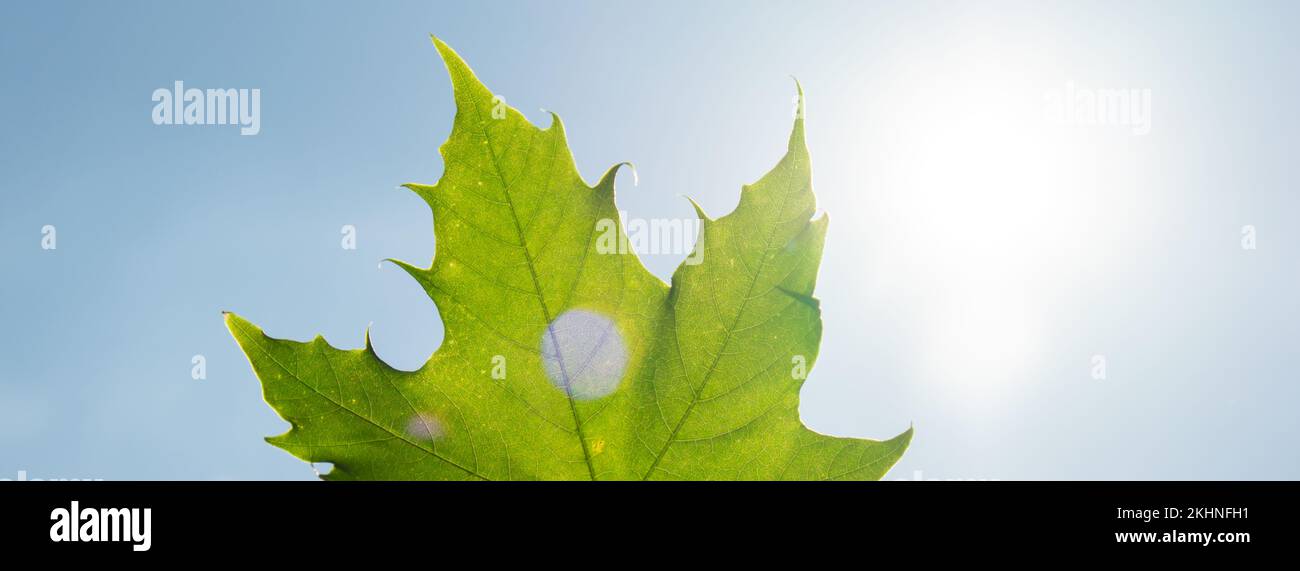 Female hand holding green maple leaf in sunbeam background. Ray of the ...