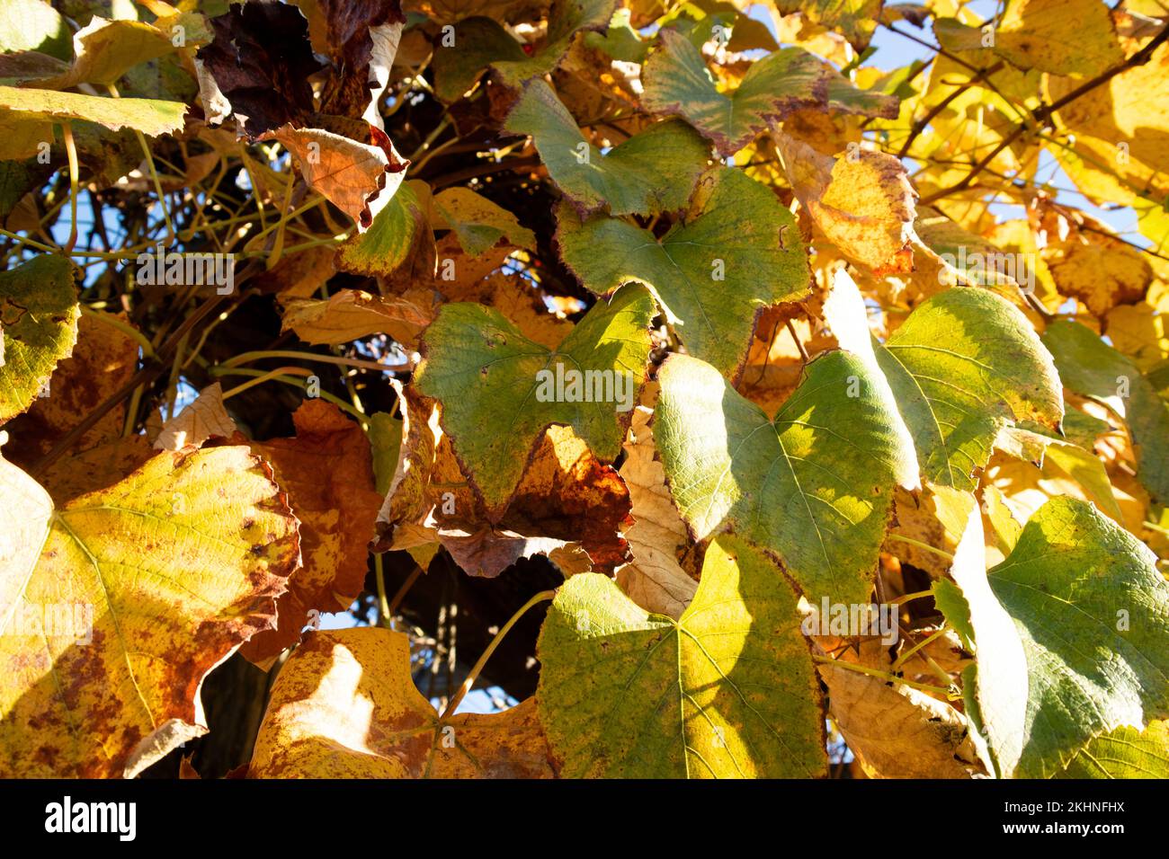 Photographic documentation of the colors of the leaves of the vines in ...