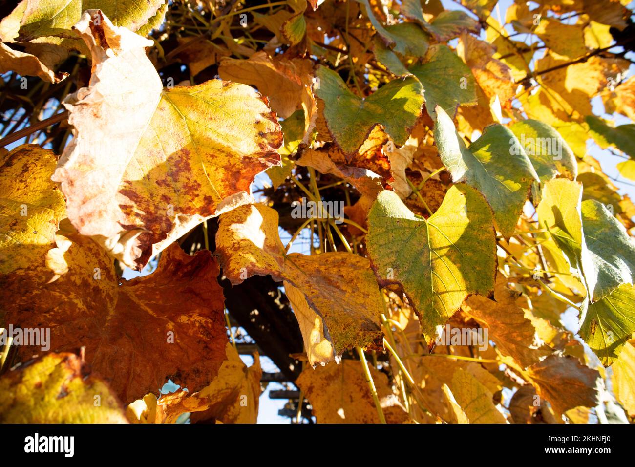 Photographic documentation of the colors of the leaves of the vines in ...