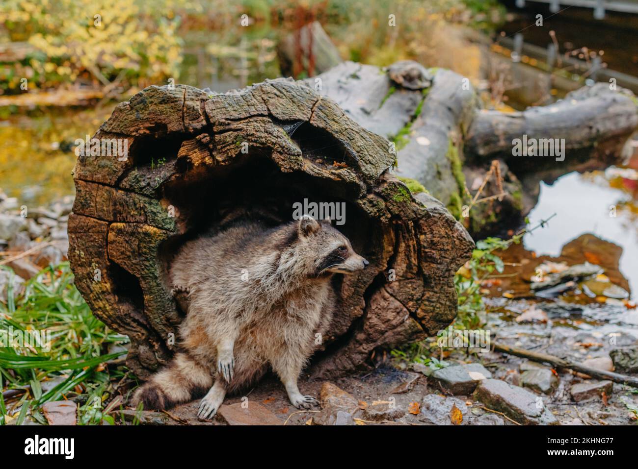 Gorgeous raccoon cute peeks out of a hollow in the bark of a large tree ...