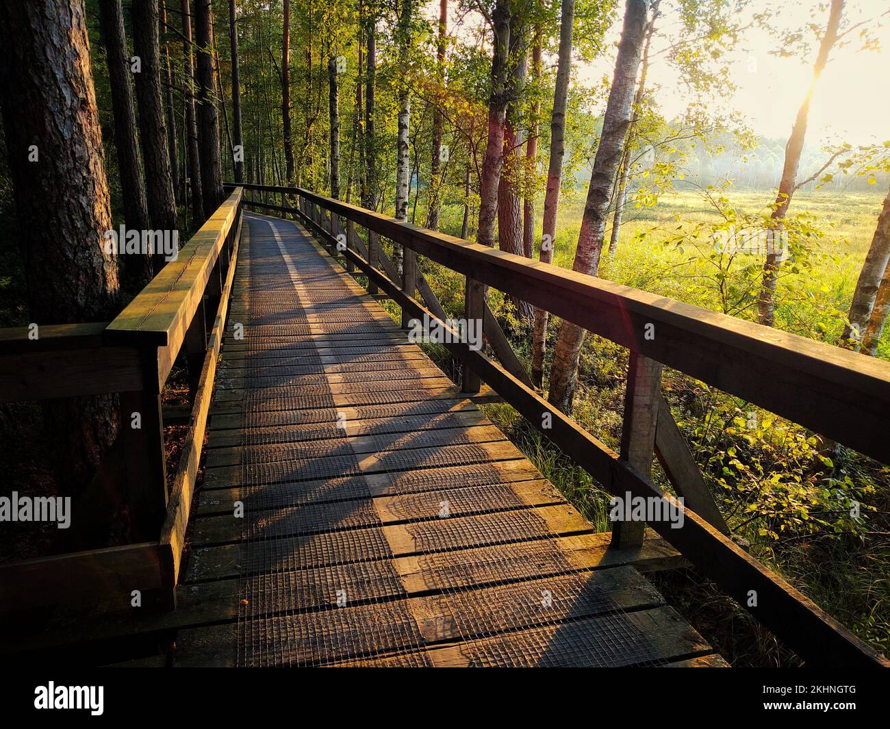 A modern wooden walking path through fresh green trees with sunlight ...