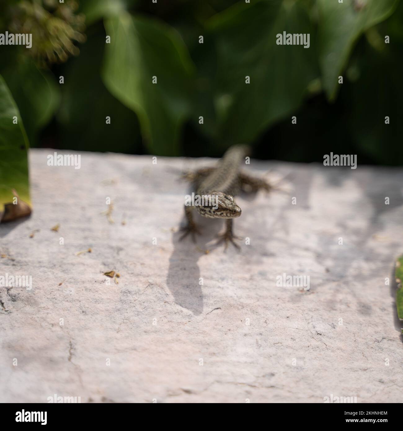 A selective focus of a lizard standing on a stone Stock Photo - Alamy
