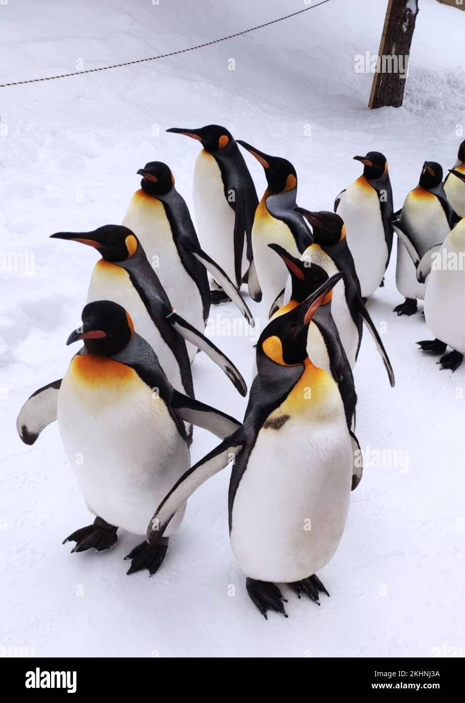 A vertical shot of cute penguins on ice in Sapporo, Hokkaido, Japan ...