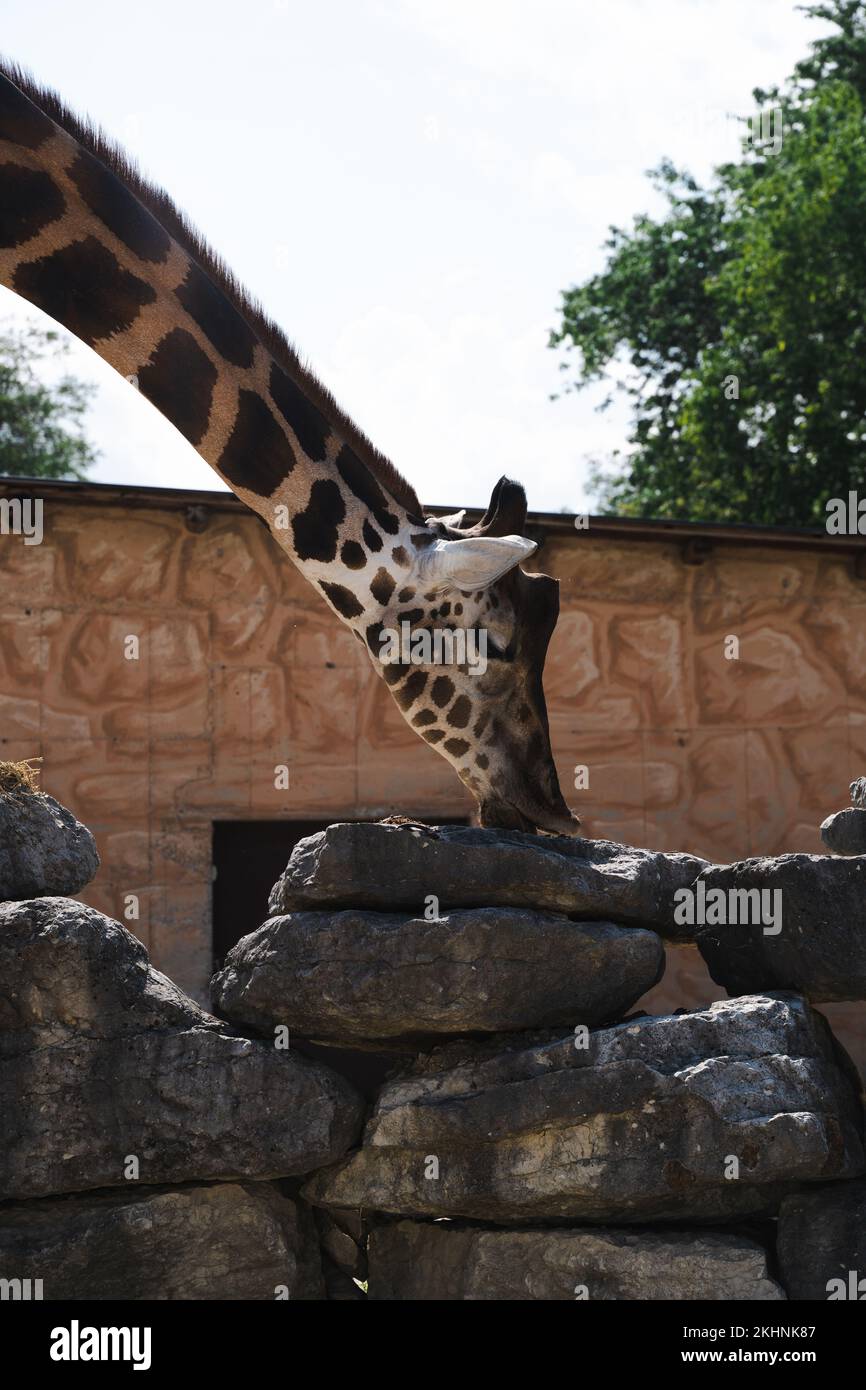 A vertical shot of a giraffe touching a stone in a zoo Stock Photo - Alamy