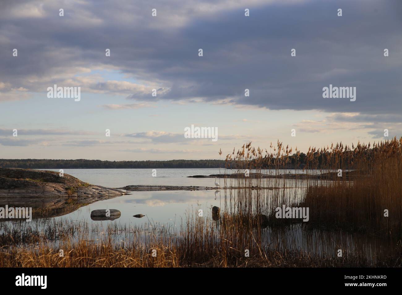 Swedish spring landscape with stone islands and an elegant white swan ...