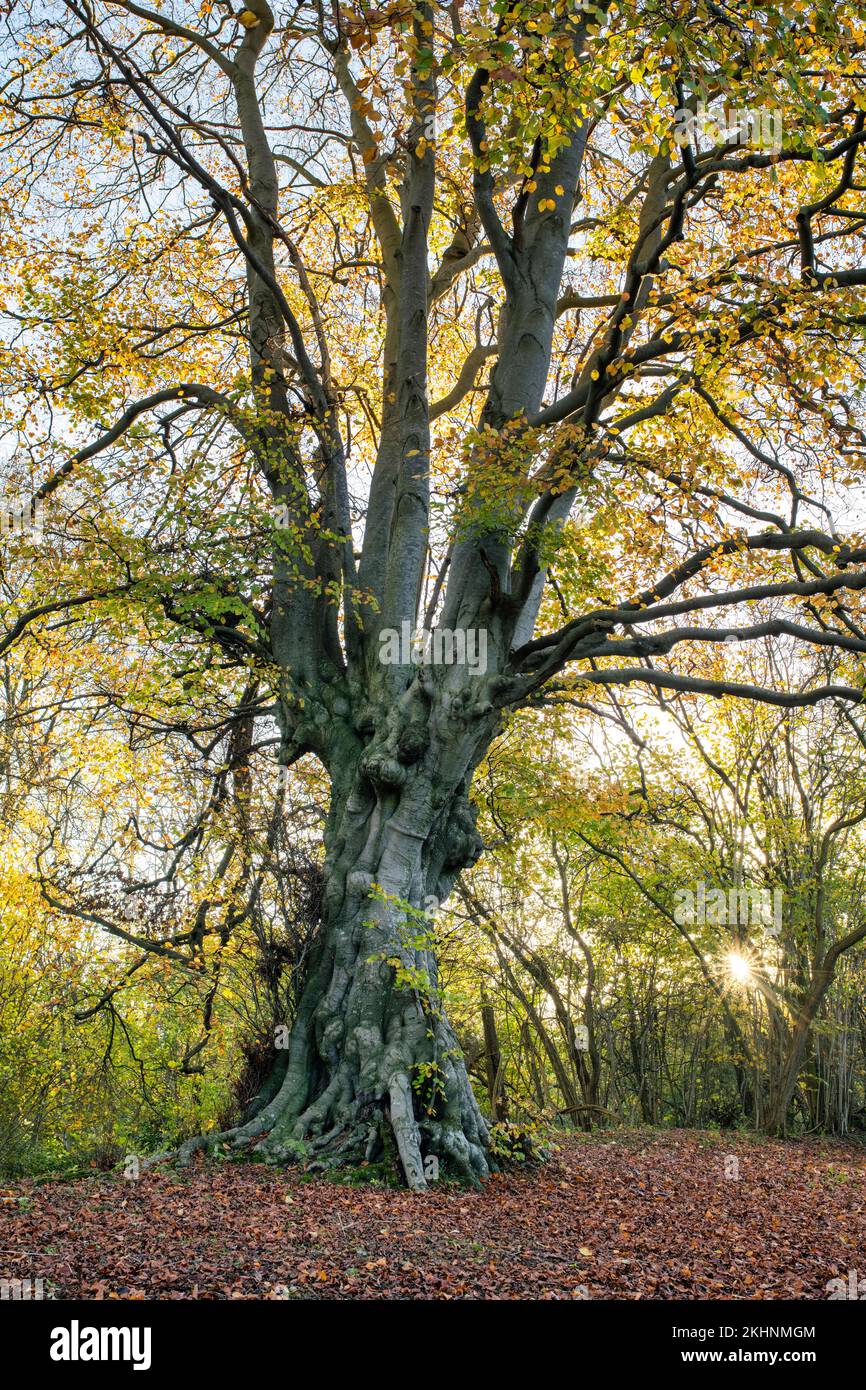 Fagus sylvatica. Ancient Beech trees with autumn foliage in the ...