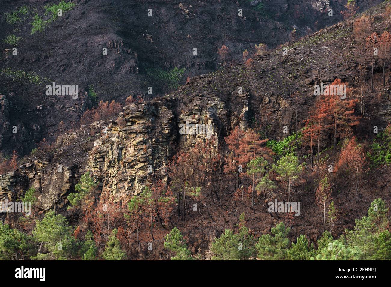 In July 2022, during one of the driest and hottest summers on record, a ...