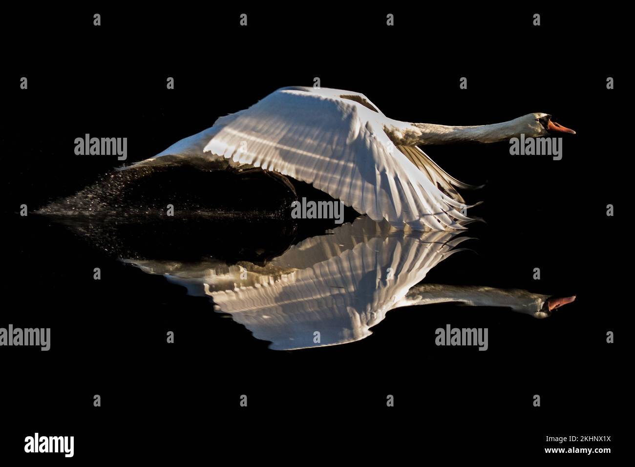 Running on water. Basingstoke, UK: THESE BEAUTIFUL images show the ...