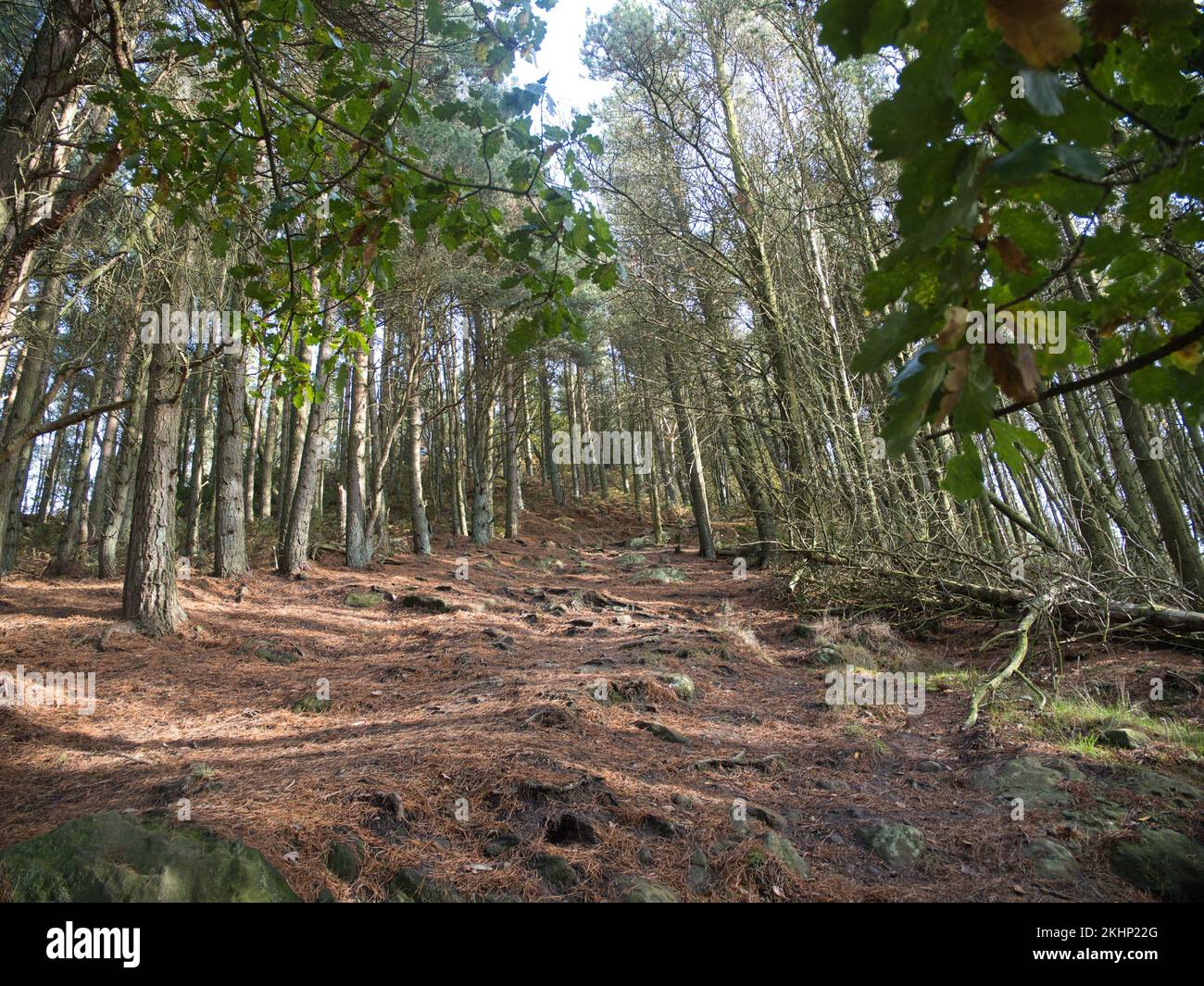 North yorkshire moors forest hi-res stock photography and images - Alamy