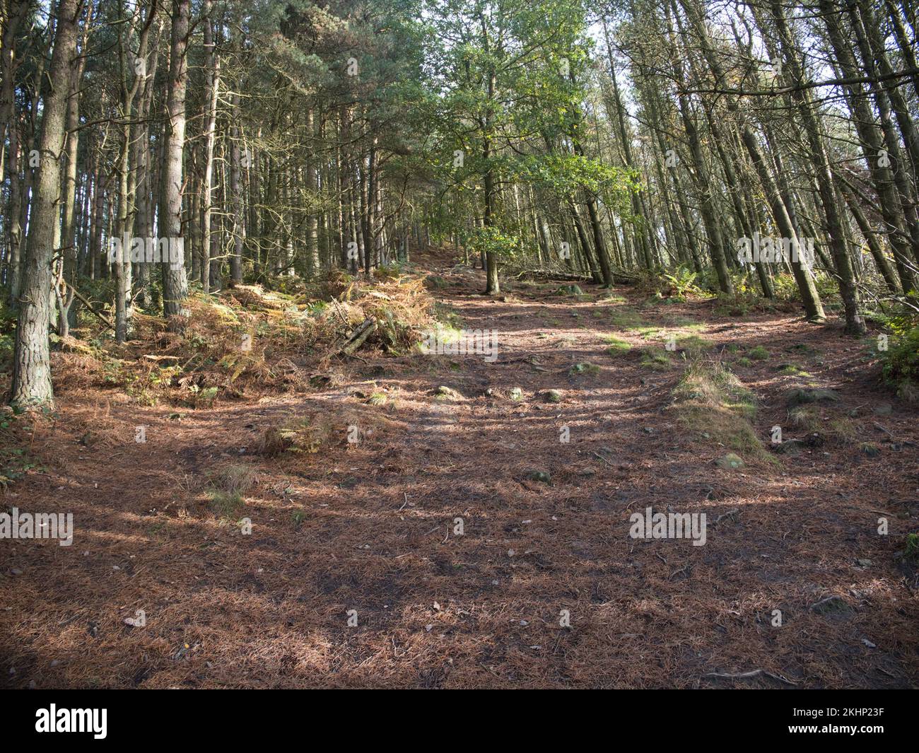 North yorkshire moors forest hi-res stock photography and images - Alamy