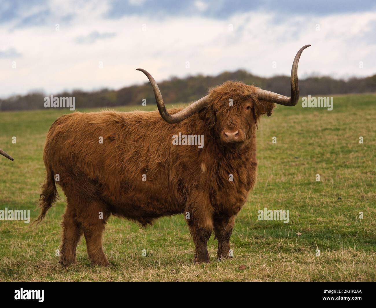 Shorthorn cows hi-res stock photography and images - Alamy