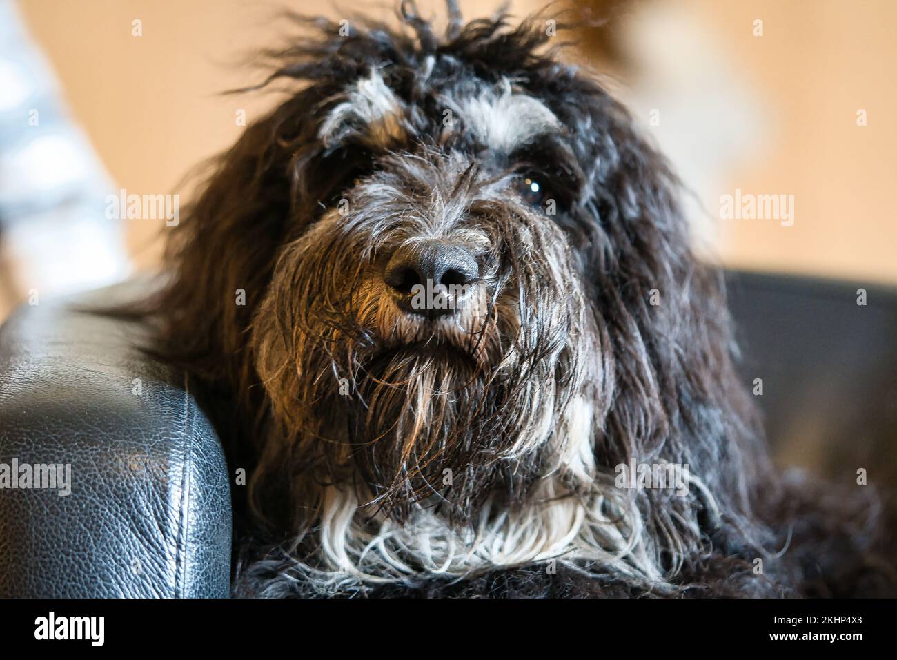 Goldendoodle is lying relaxed on the armchair. Family dog chilling ...