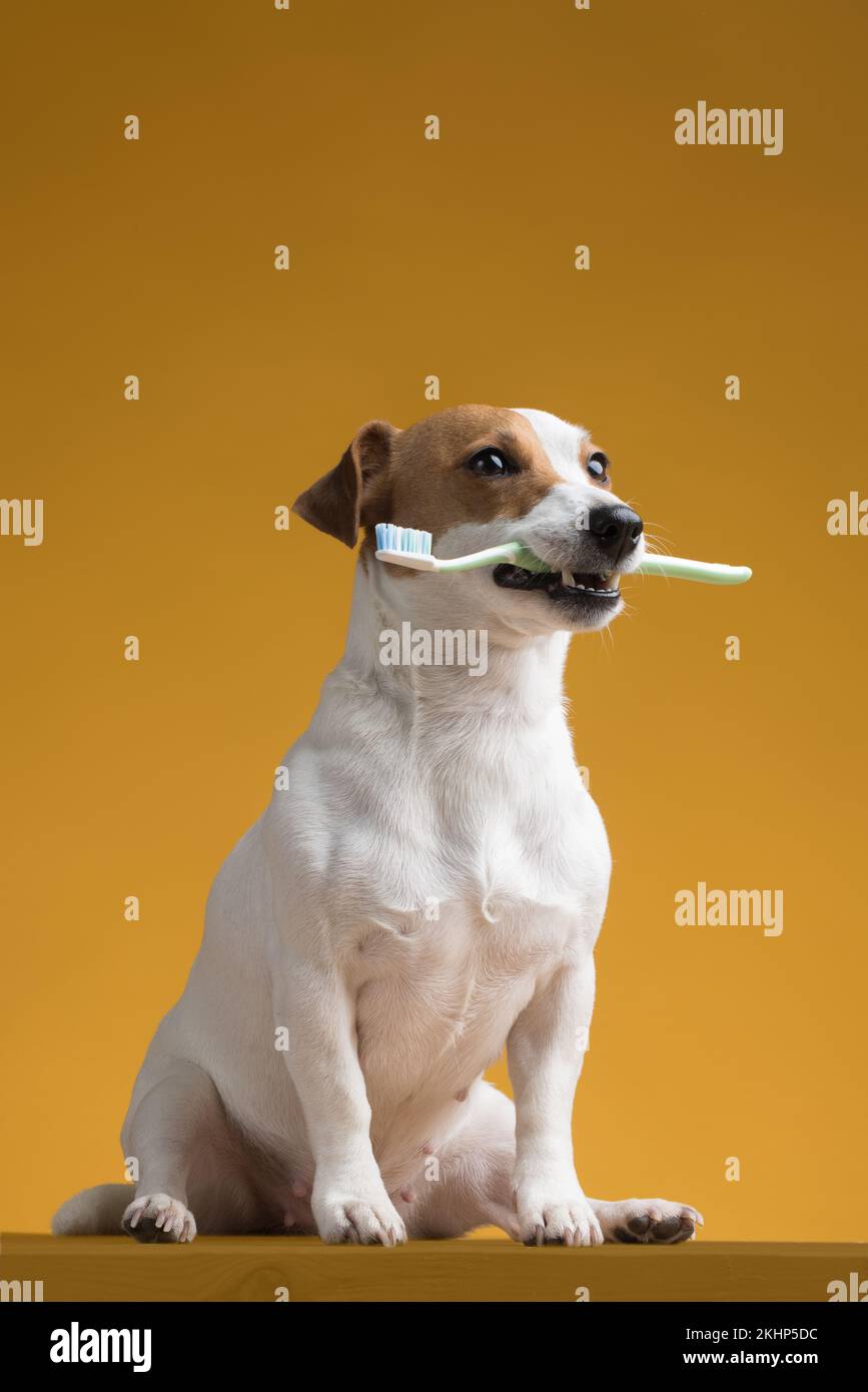 Dog with a toothbrush in his mouth on a yellow background. High quality ...