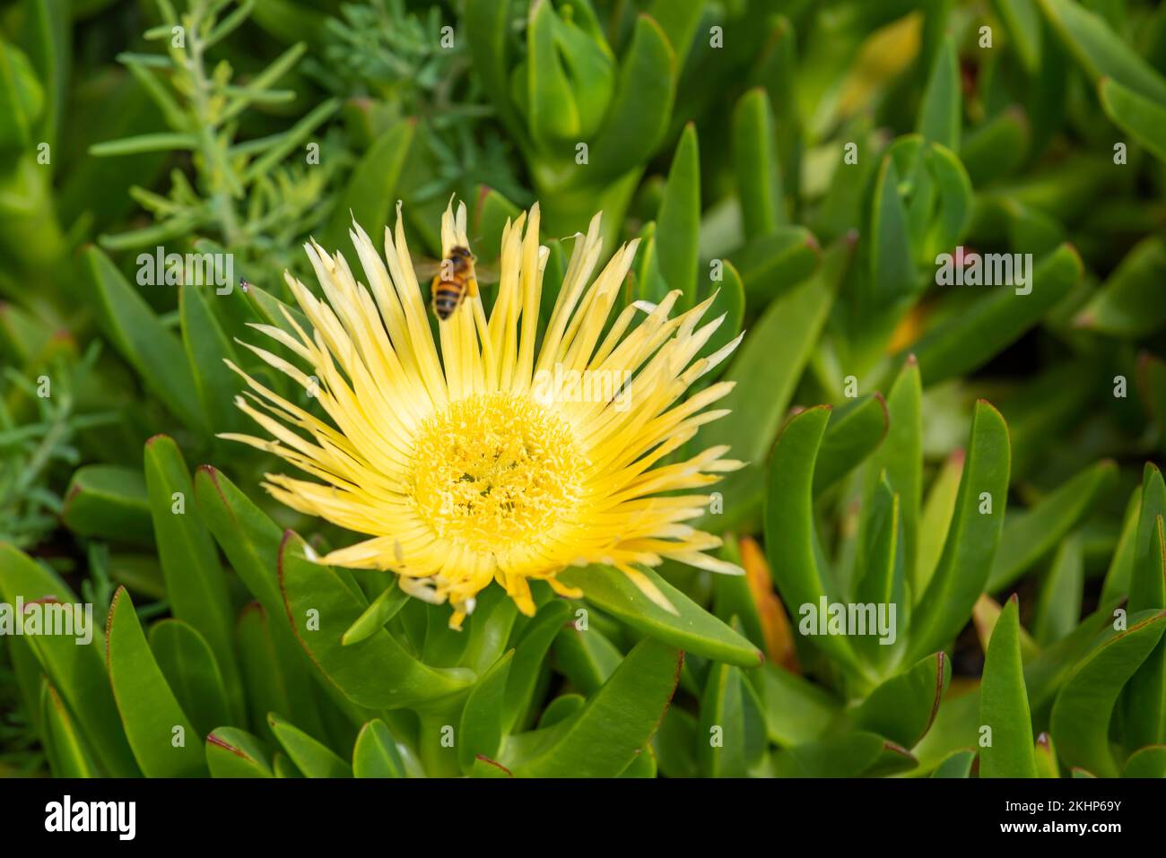 A honey Bee covered in pollen from a yellow flowering Disphyma ...