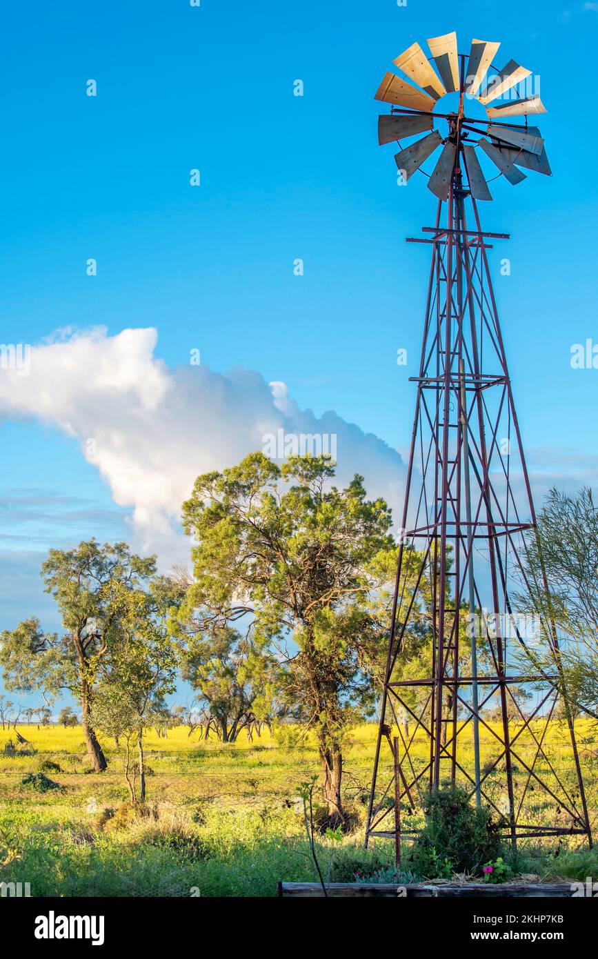 An old windmill towers over distant trees in a paddock full of yellow ...