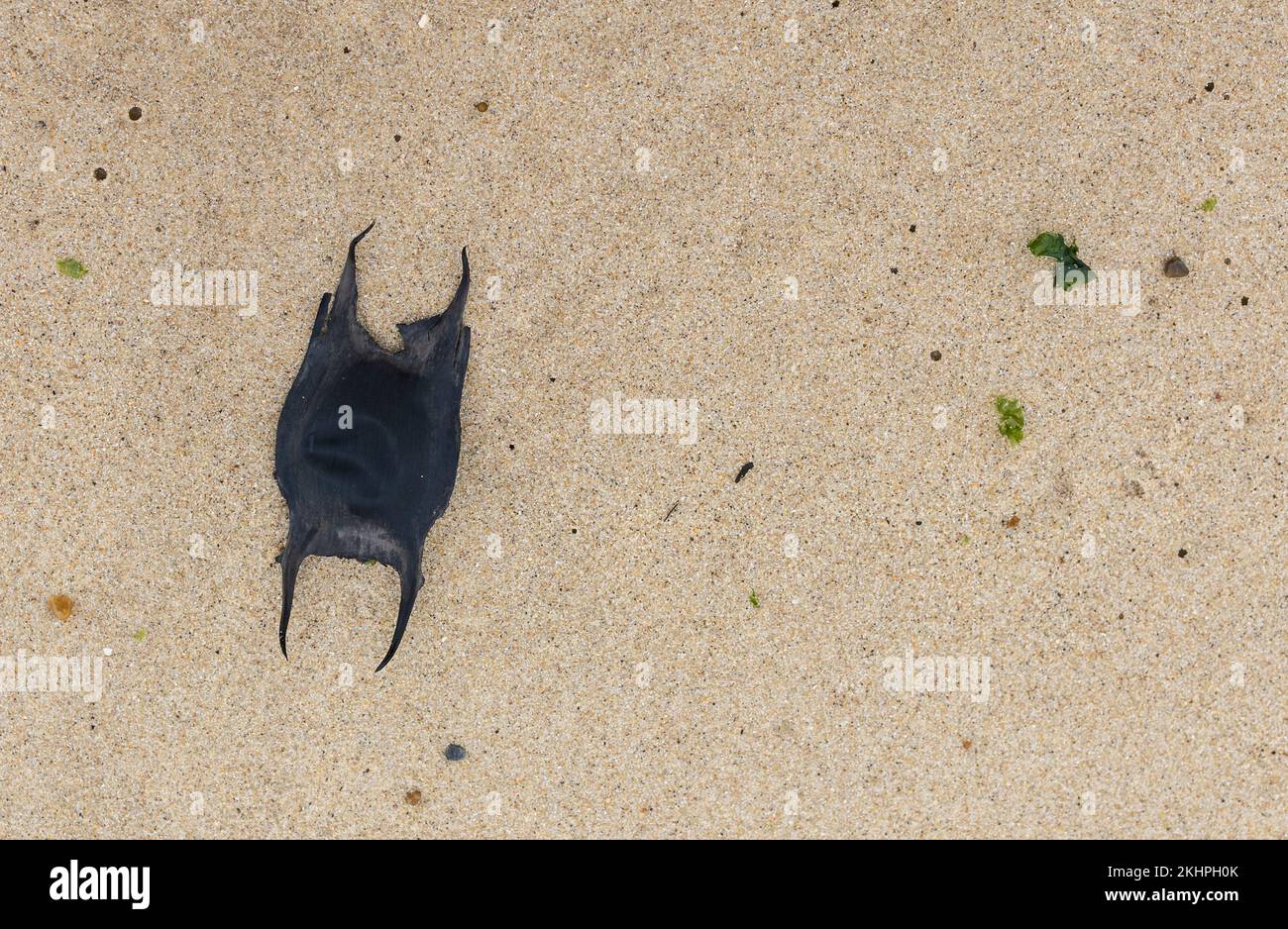 Shark egg case hi-res stock photography and images - Alamy
