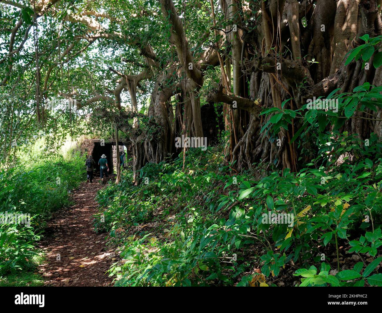 Ruins and old Banyan trees and wild plants of Cabo de Rama Forts in Goa ...