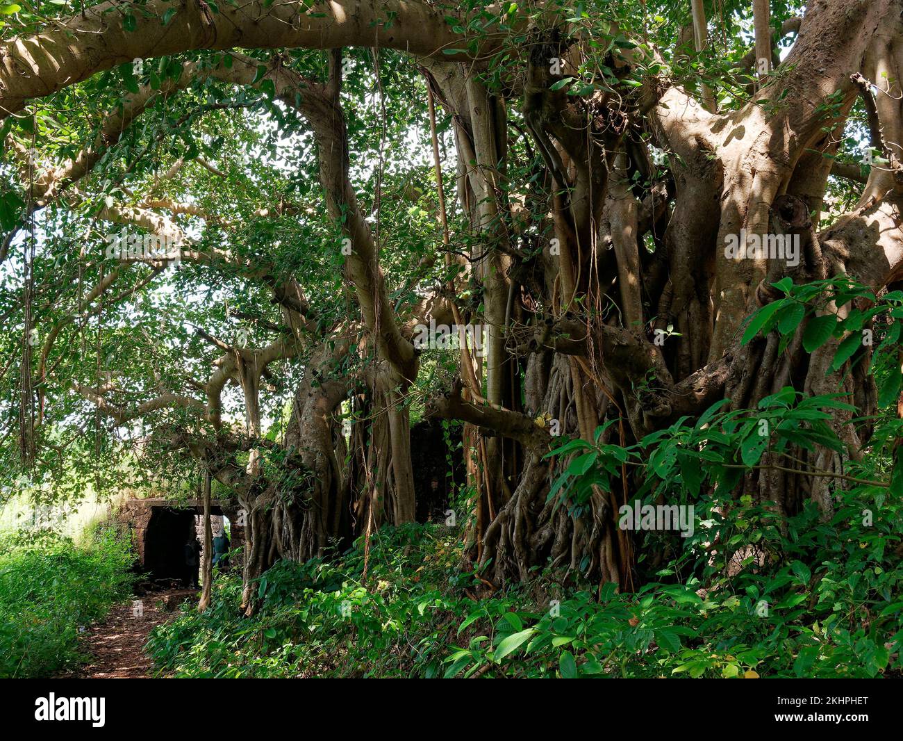 Ruins and old Banyan trees and wild plants of Cabo de Rama Forts in Goa ...