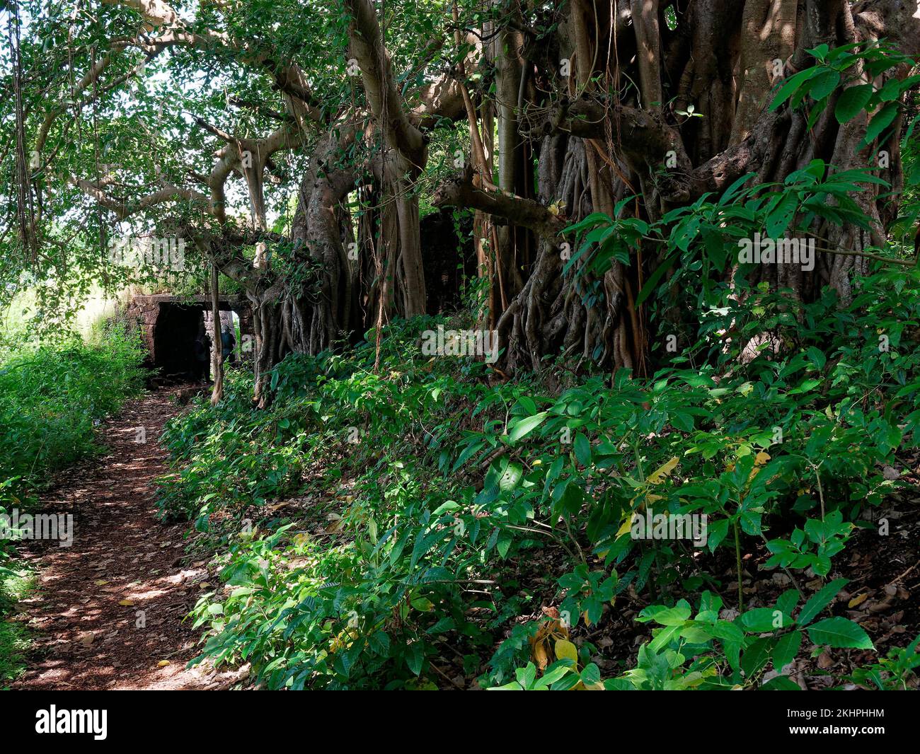 Ruins and old Banyan trees and wild plants of Cabo de Rama Forts in Goa ...