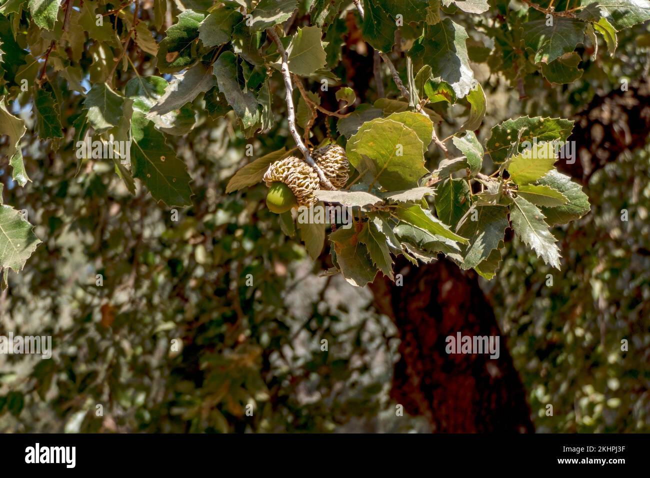Branches of a Tabor oak tree with mature acorns close up between green ...