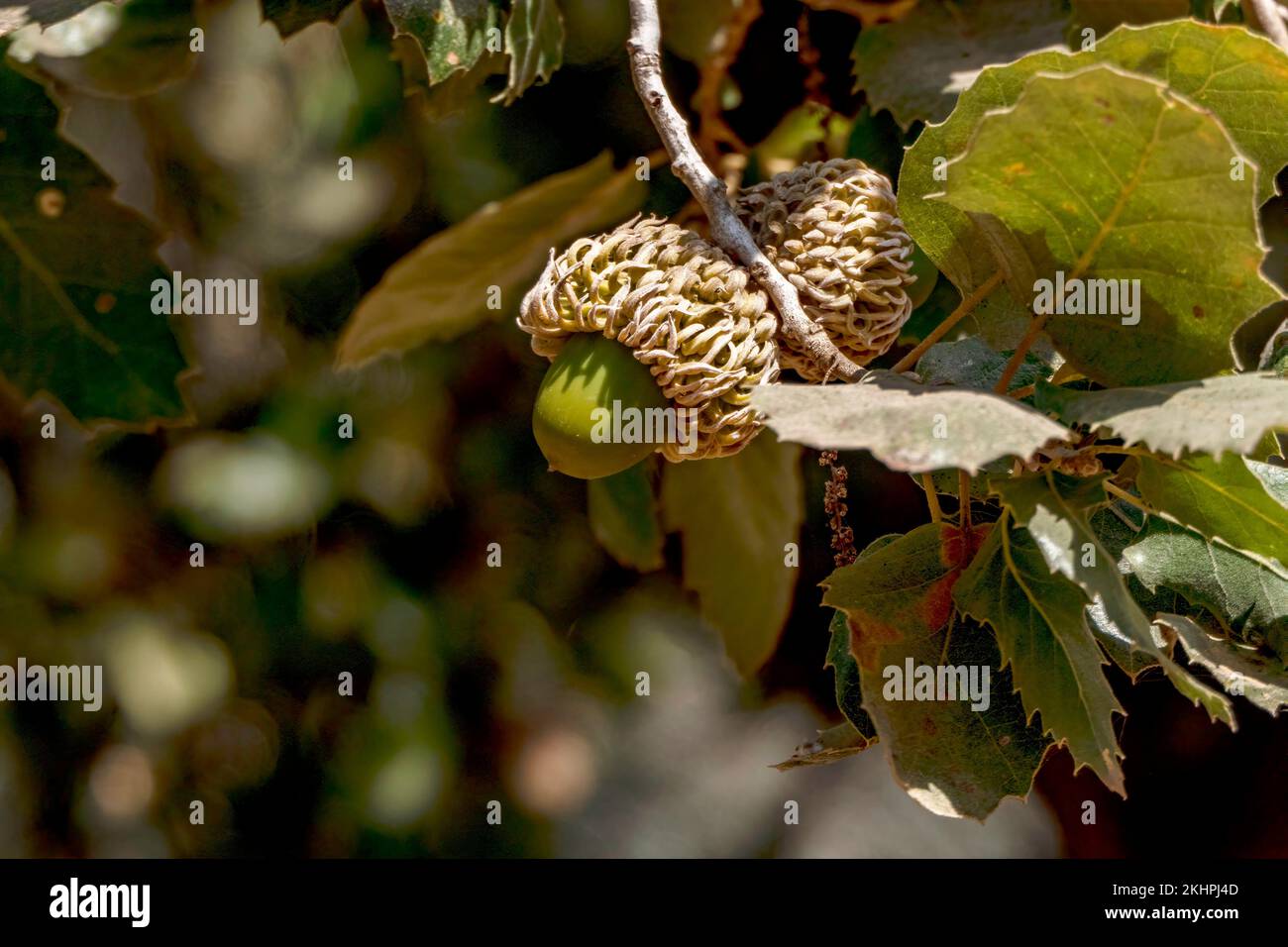 Branches of a Tabor oak tree with mature acorns close up between green ...