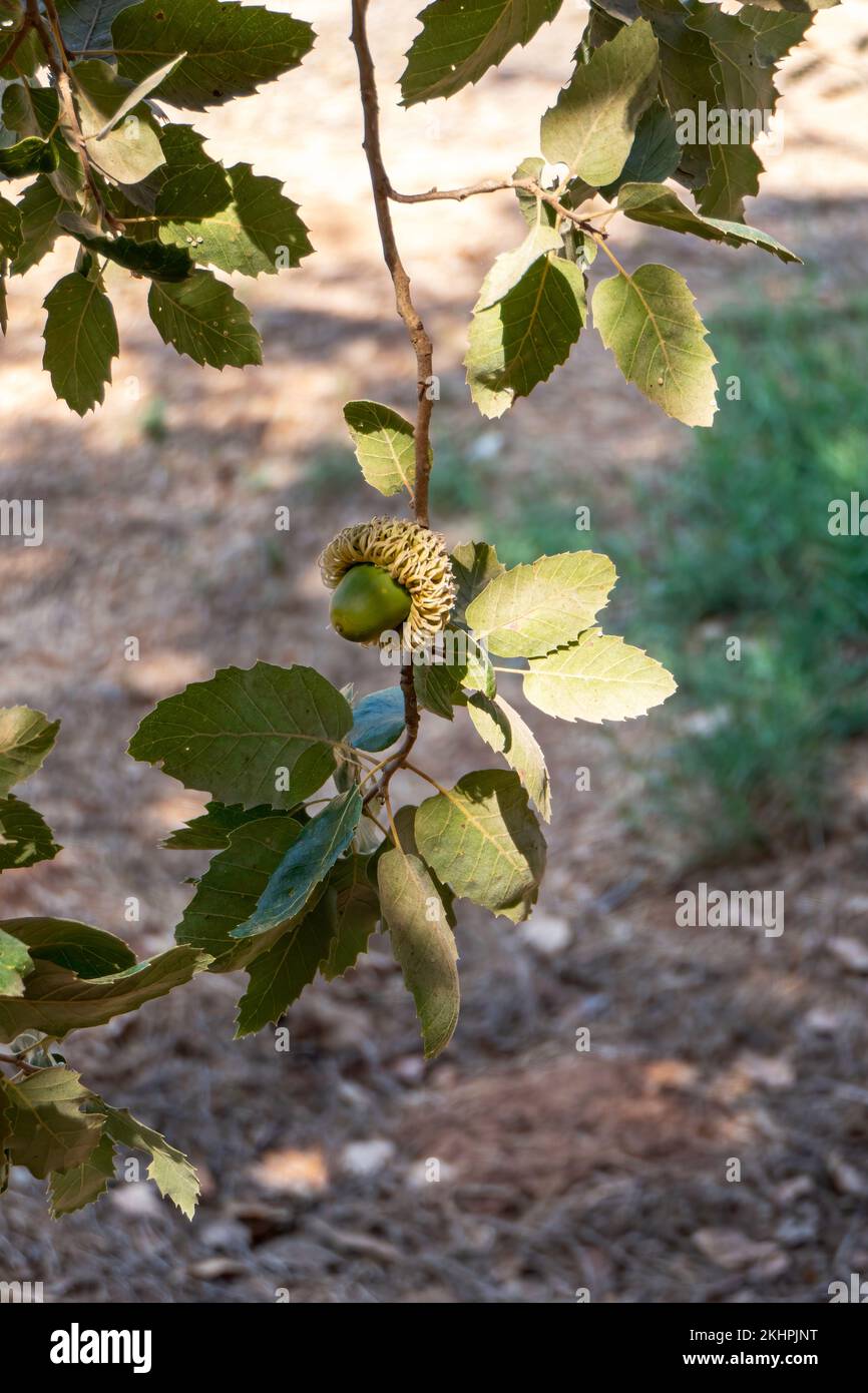 Branches of a Tabor oak tree with mature acorns close up between green ...