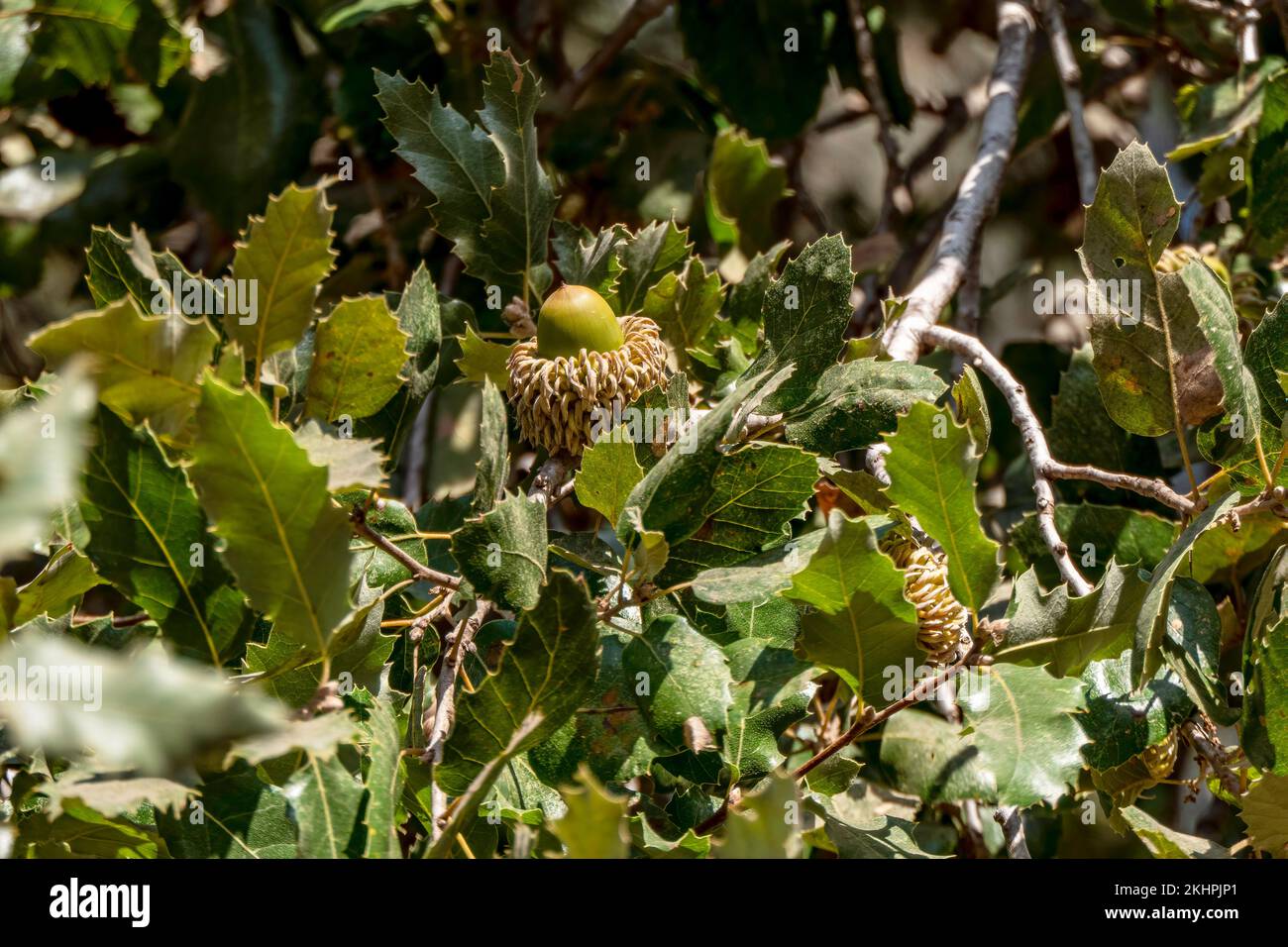 Branches of a Tabor oak tree with mature acorns close up between green ...