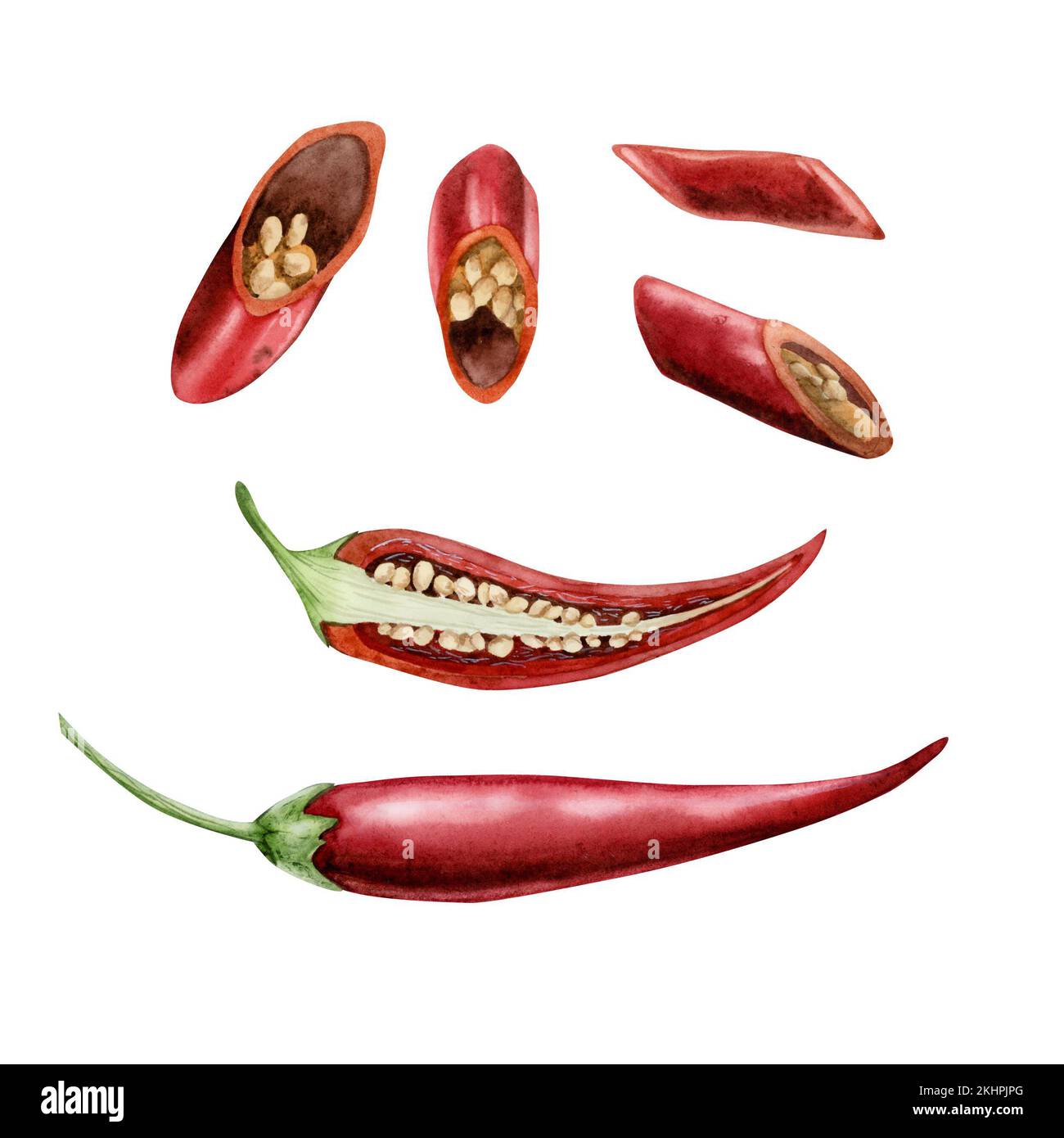 Red Hot Chilli Peppers Watercolor Illustration For Postcards Stickers Menus Whole Ingredients