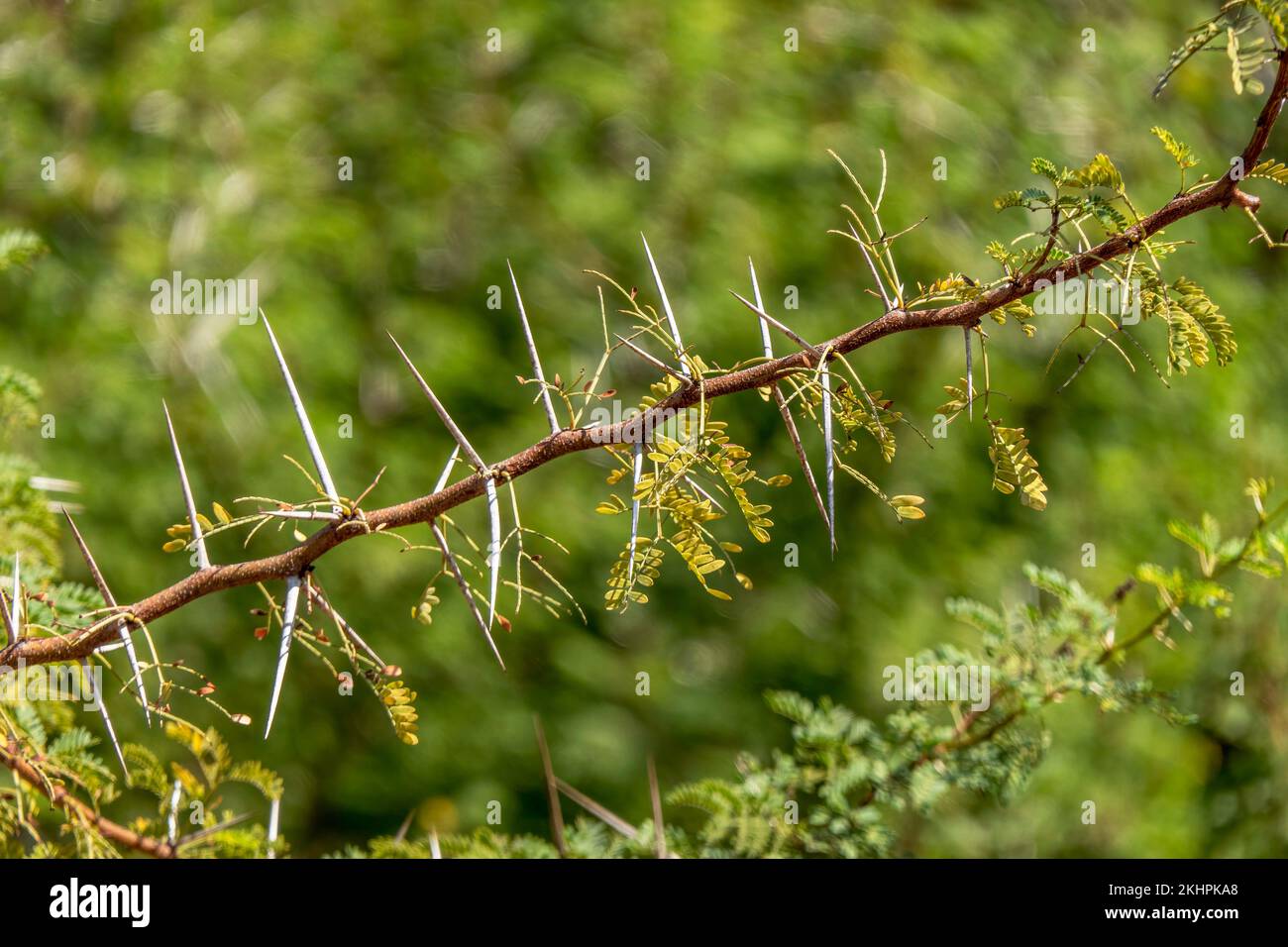 Acacia tree branches with thorns and young green leaves close up Stock ...