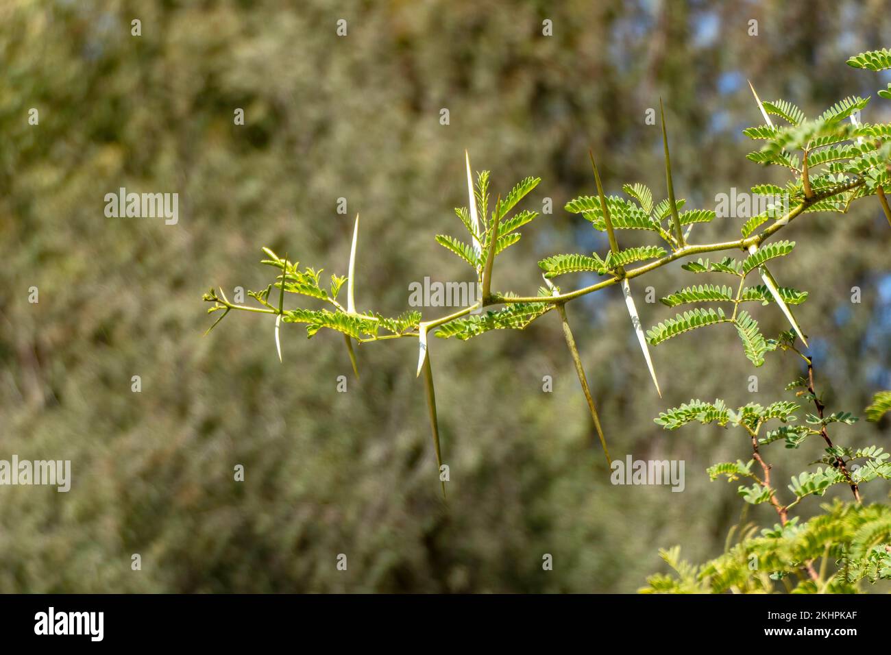 Acacia tree branches with thorns and young green leaves close up Stock ...