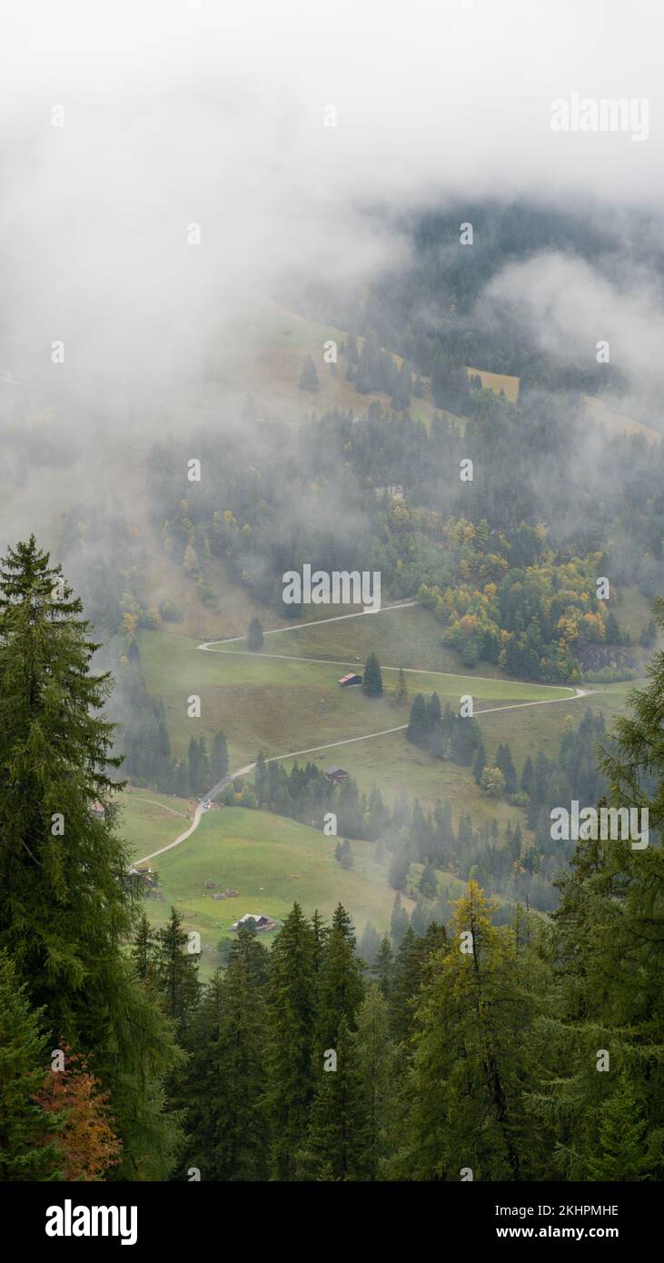 A forest surrounded by dense trees during fog Stock Photo - Alamy