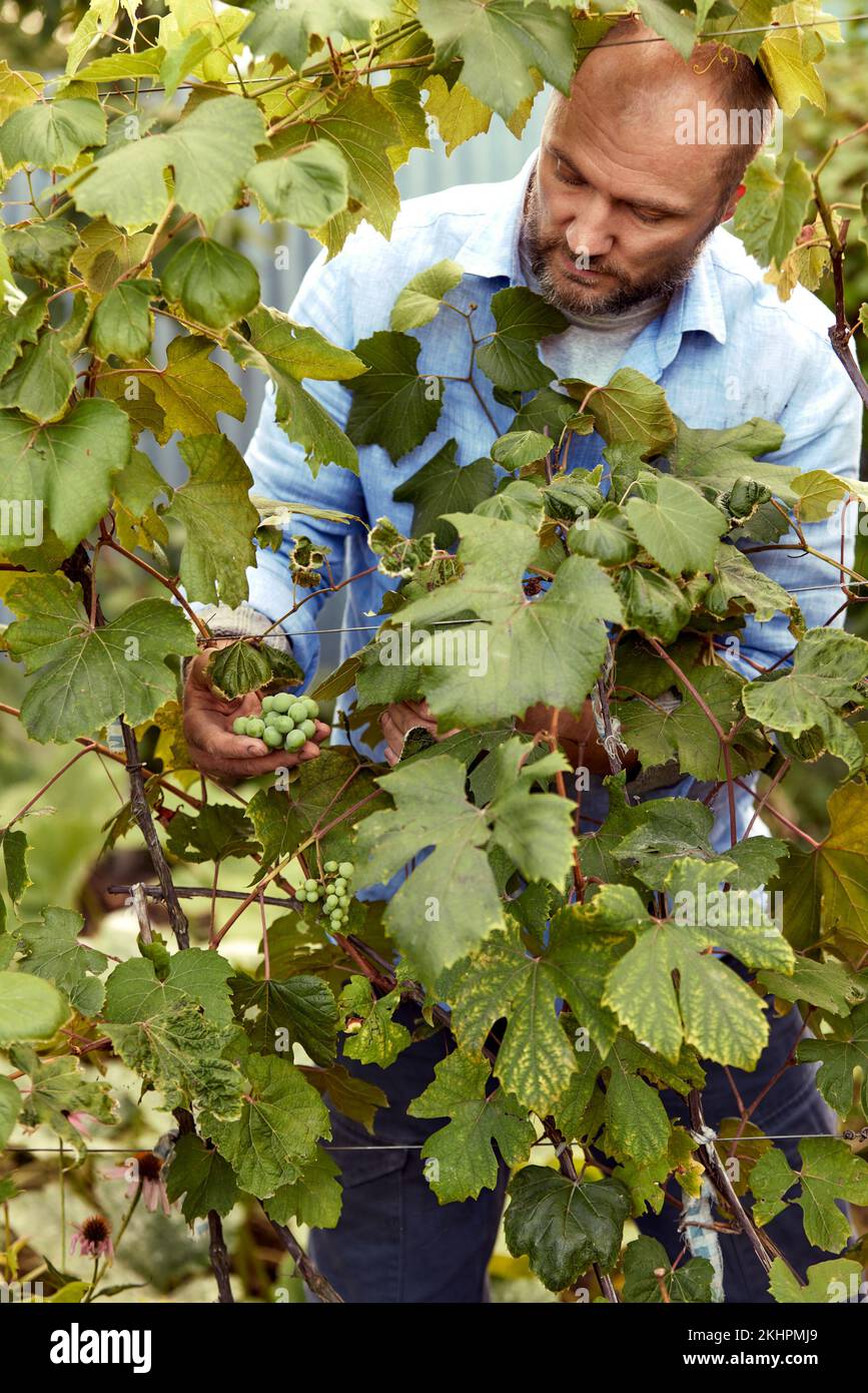 Farmer in his vineyard checking and protecting his products, grape ...