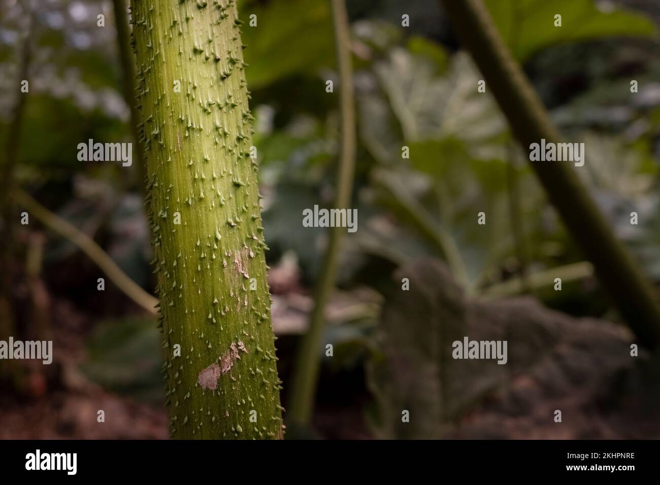 A closeup of the prickly stem of the Gunnera manicata plant growing in ...