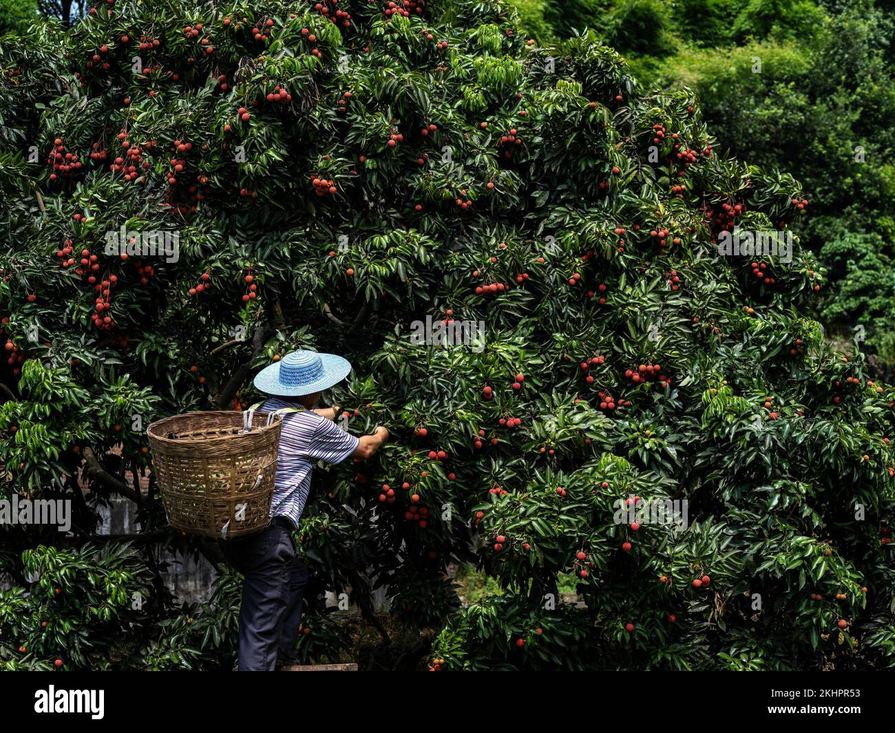 People celebrate the Lychee Cultural Festival and go to the Temple Fair ...