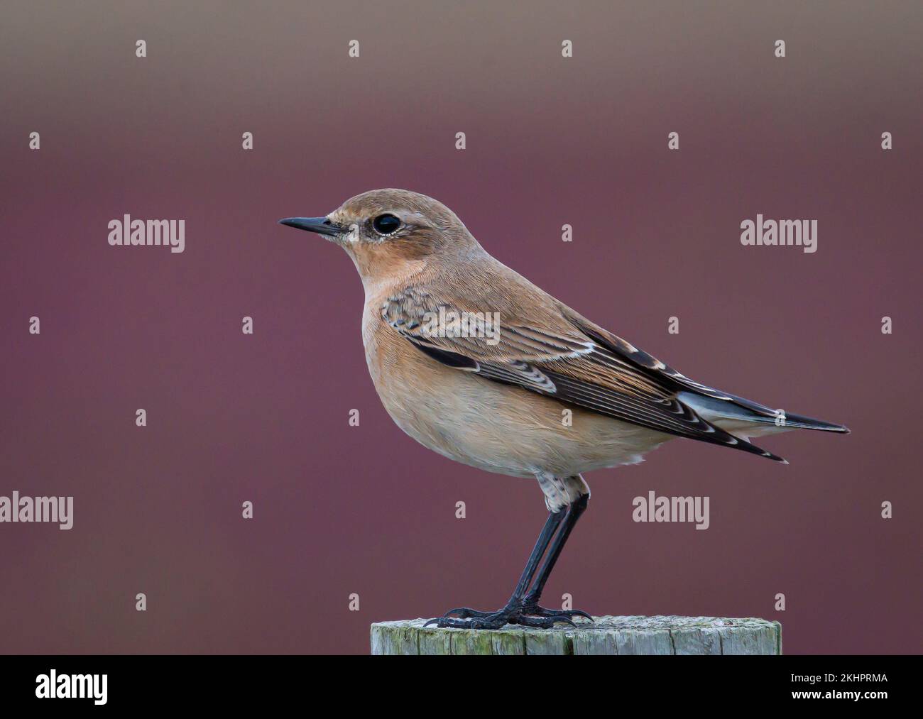 Female wheatear hi-res stock photography and images - Alamy