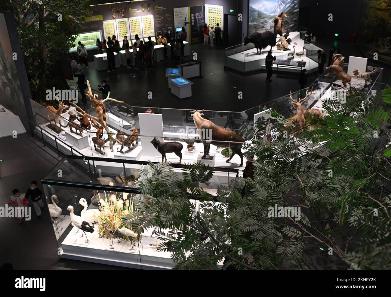 The Chengdu Natural History Museum opens to the public for trial ...