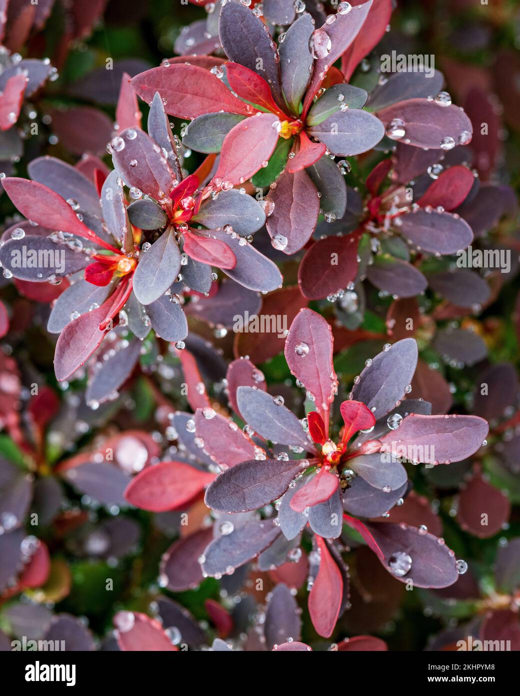A closeup shot of a red and brown Japanese barberry shrub, after the ...