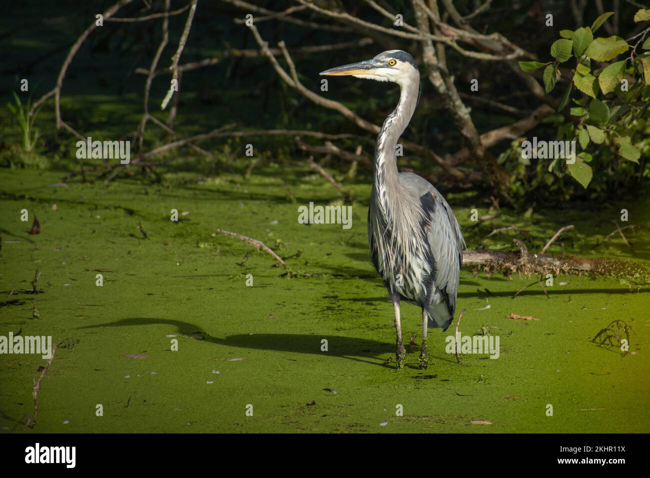 great blue heron in swamp Stock Photo - Alamy