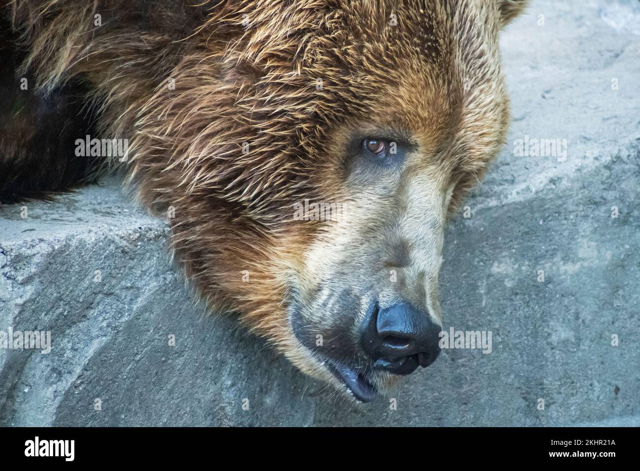 bear in a zoo Stock Photo - Alamy