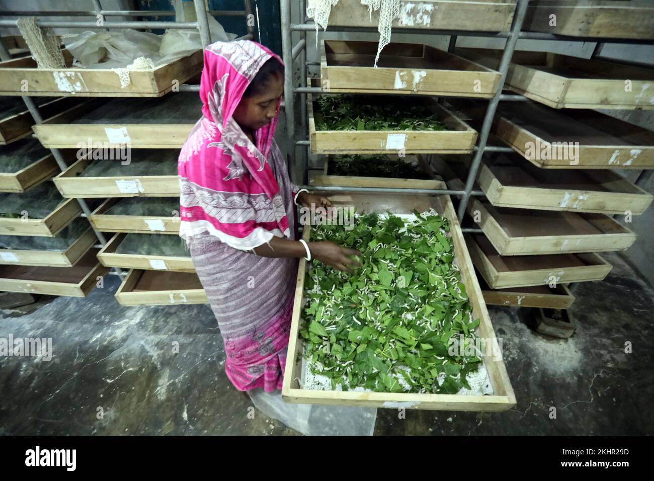Labor Work at yellow silk cocoons produced under a government ...