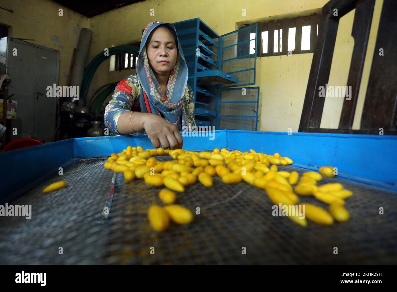 Labor Work at yellow silk cocoons produced under a government ...