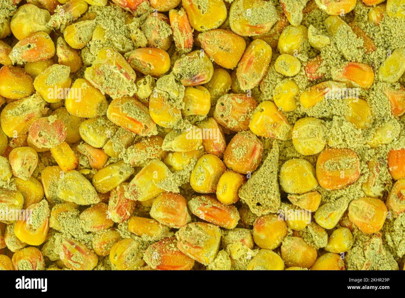 Moldy corn kernels. Aflatoxin - Aspergillus flavus and Aspergillus parasiticus. Corn mycotoxins ...