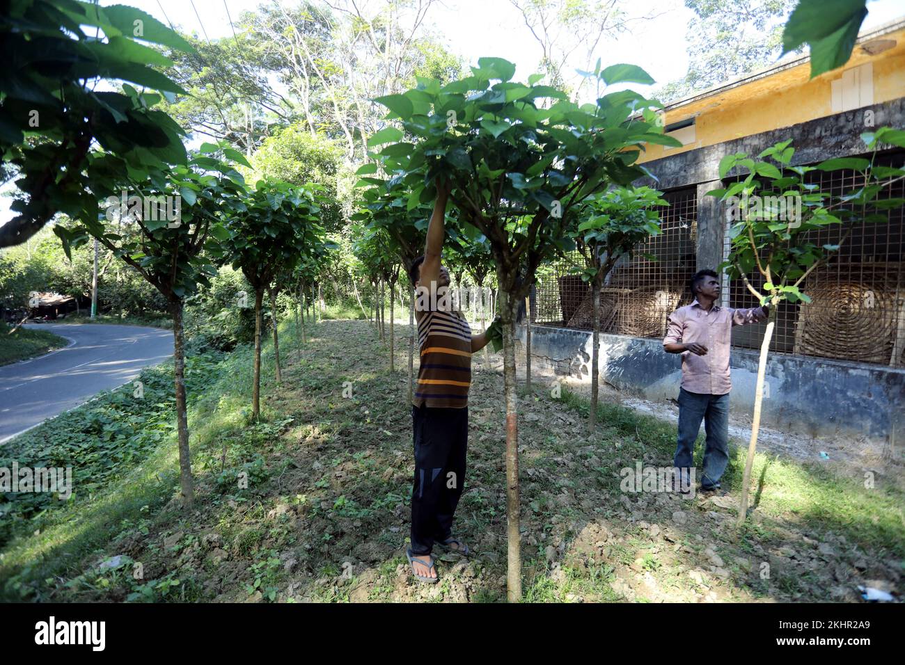 Labor Work at yellow silk cocoons produced under a government ...
