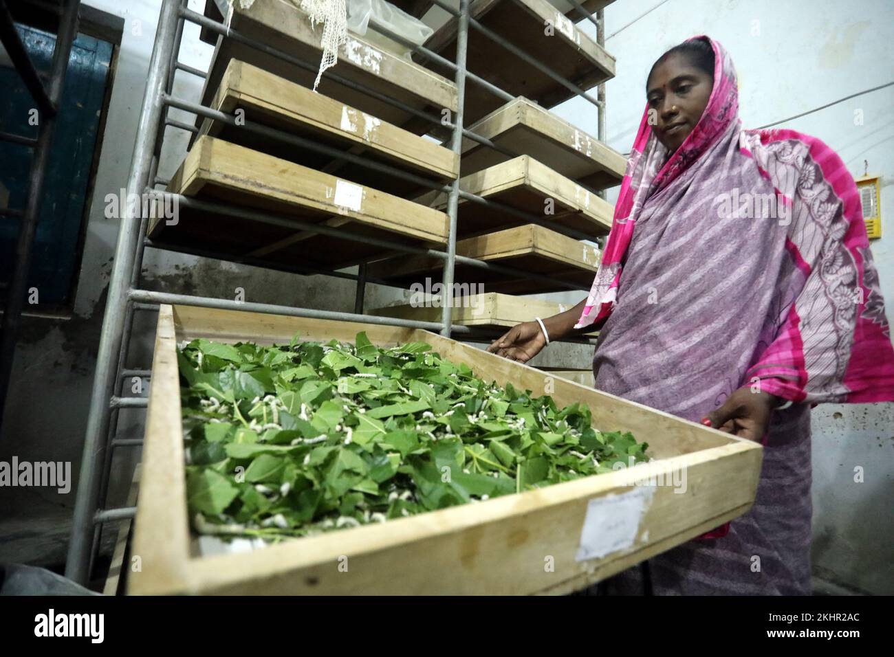 Labor Work at yellow silk cocoons produced under a government ...