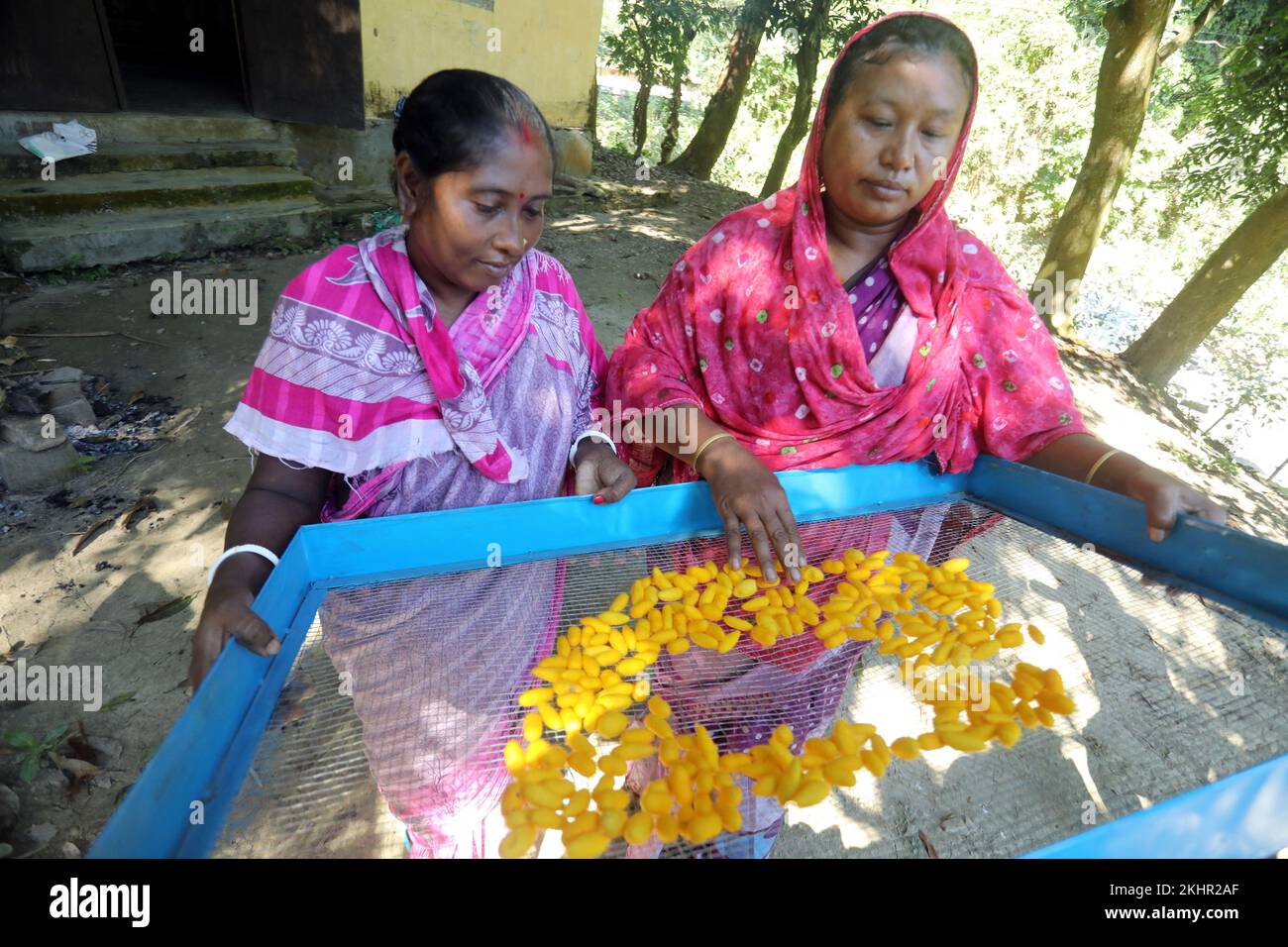 Labor Work at yellow silk cocoons produced under a government sericulture project at Kaptai in ...