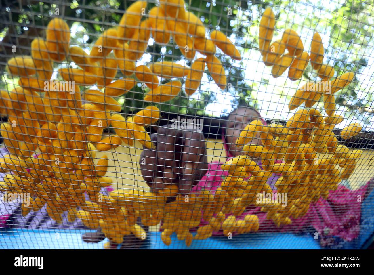 Labor Work at yellow silk cocoons produced under a government ...