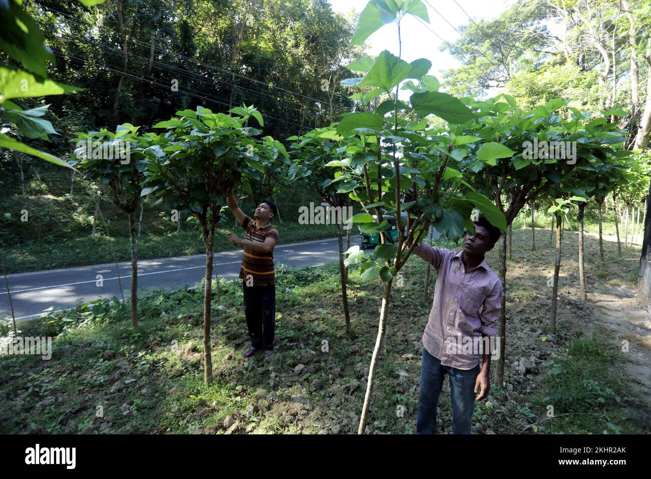 Labor Work at yellow silk cocoons produced under a government ...