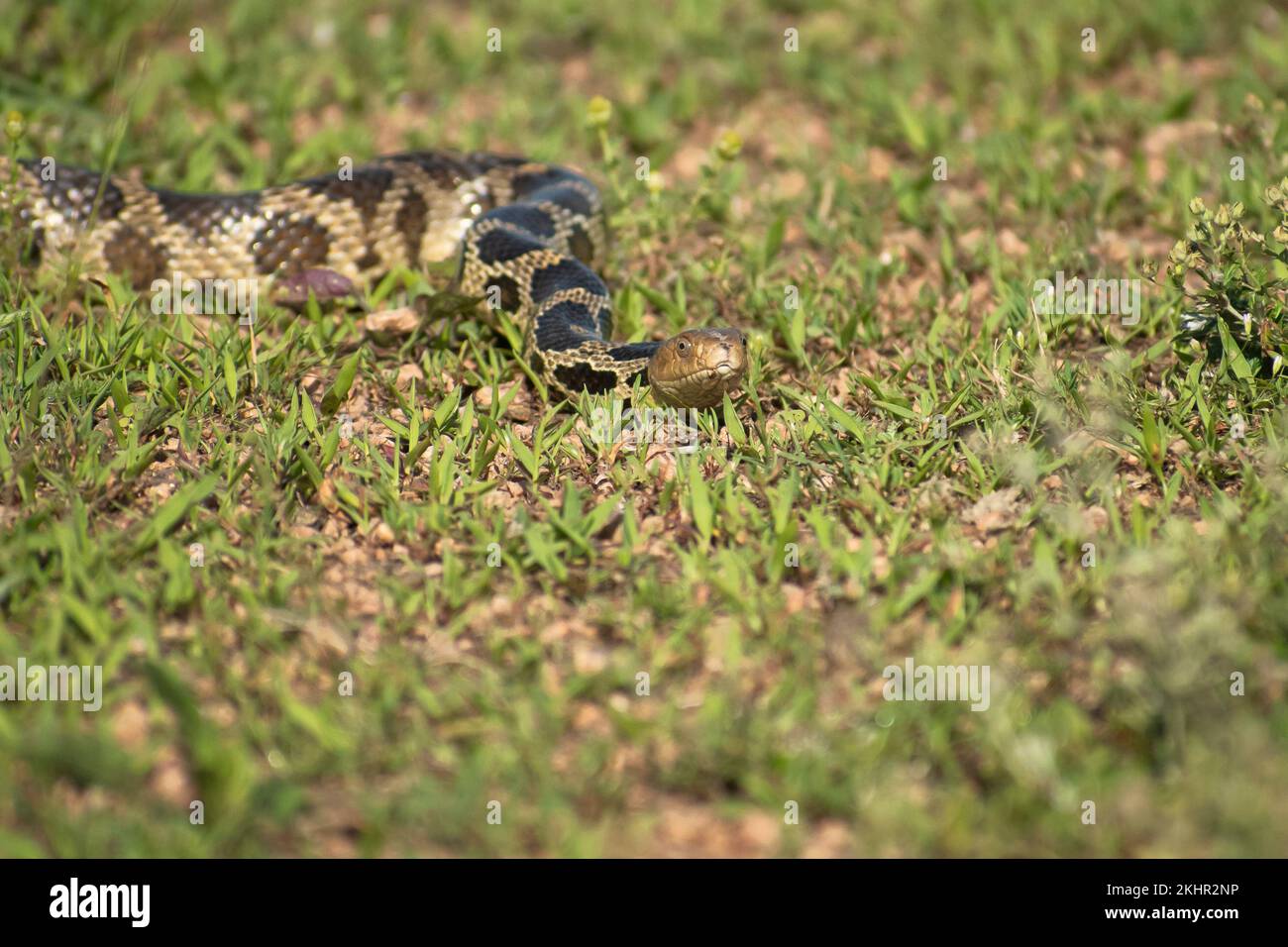 Long tongue creepy hi-res stock photography and images - Alamy